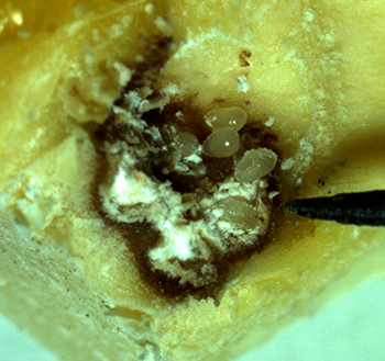 Chestnut weevils found at harvest - MSU Extension